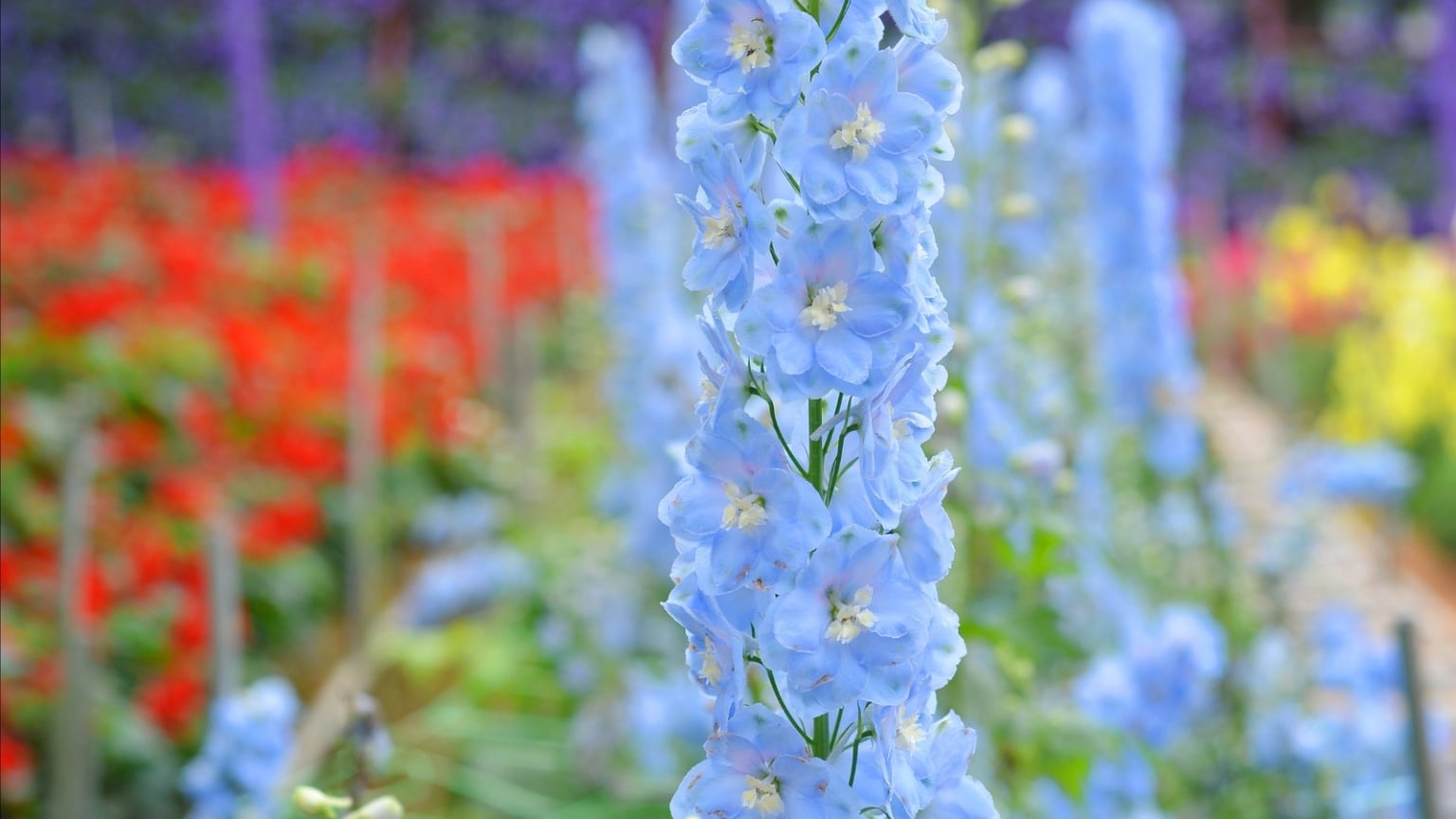 13 Beautiful Blue Delphinium Varieties to Plant This Season