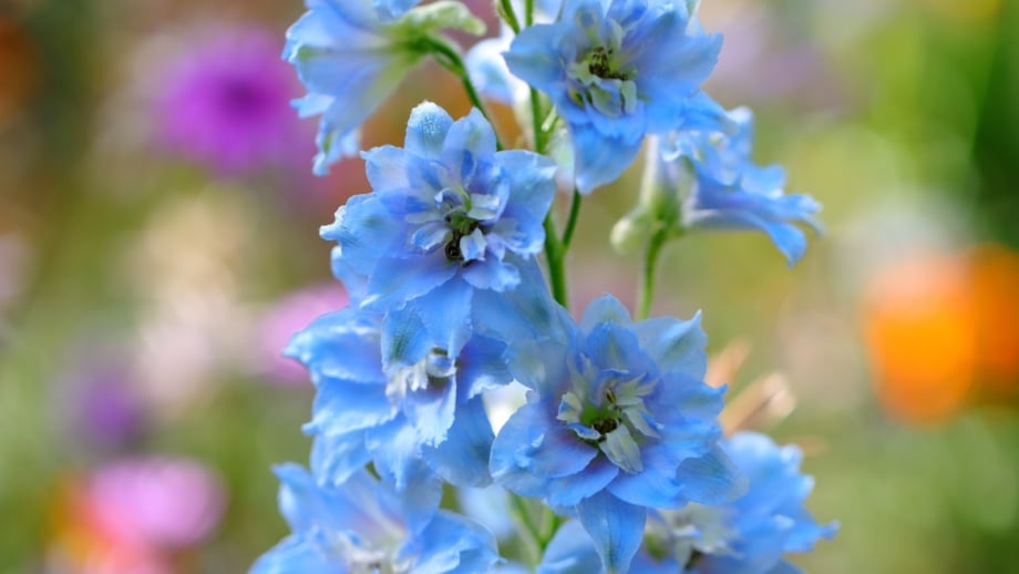 13 Beautiful Blue Delphinium Varieties to Plant This Season