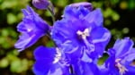 13 Beautiful Blue Delphinium Varieties to Plant This Season