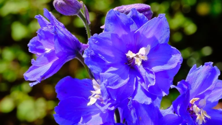 13 Beautiful Blue Delphinium Varieties to Plant This Season