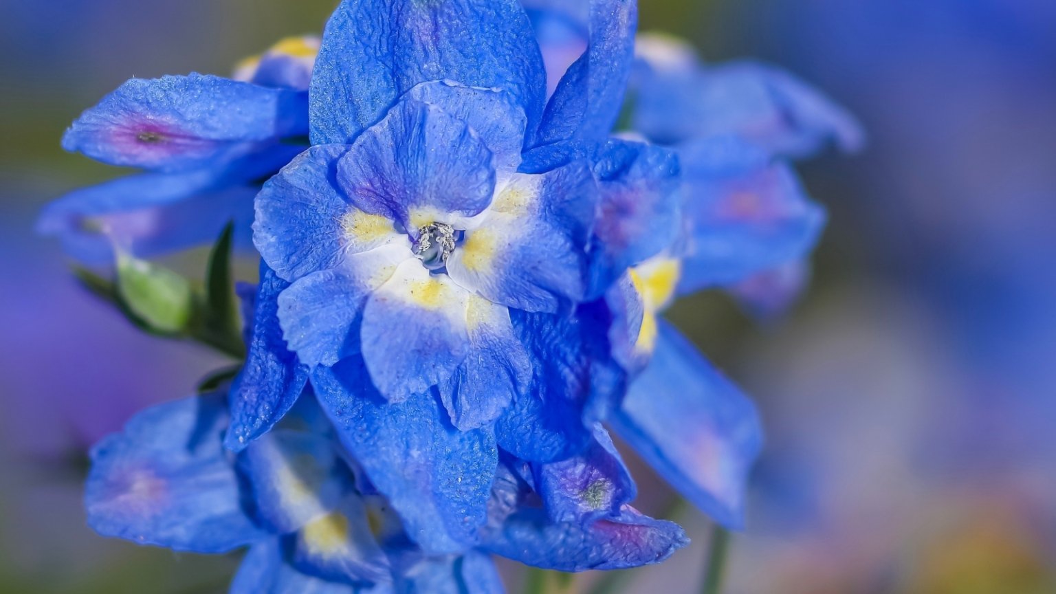 13 Beautiful Blue Delphinium Varieties to Plant This Season