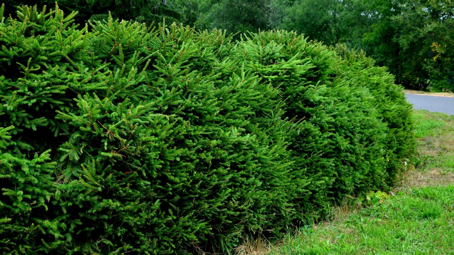 How to Rejuvenate an Overgrown Hedge: 7 Pruning Tips