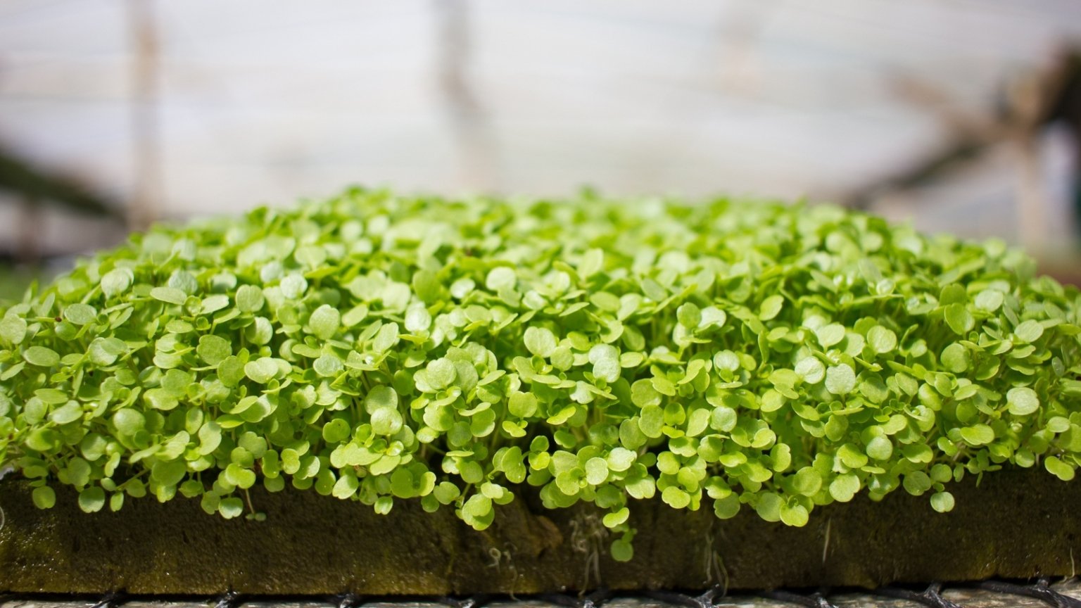 How to Grow Watercress Indoors: 17 Simple Steps