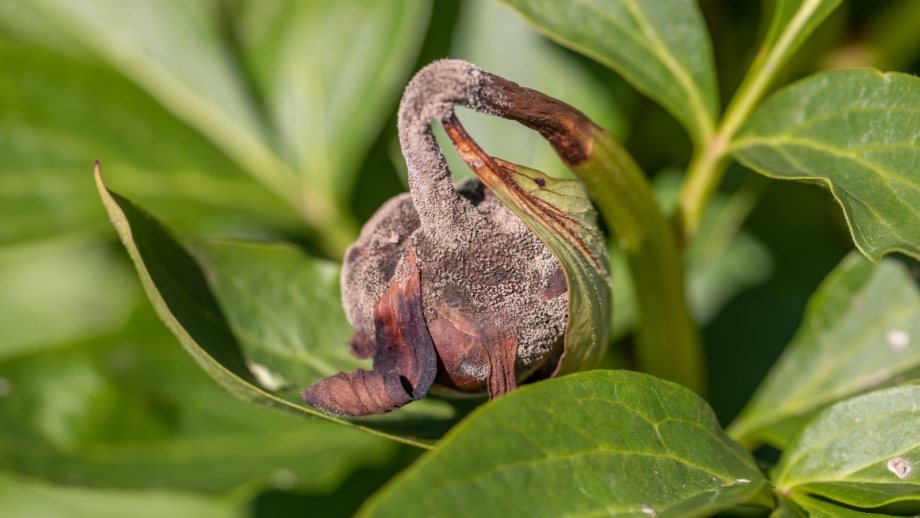 Don't Make These 7 Common Peony-Growing Mistakes This Year