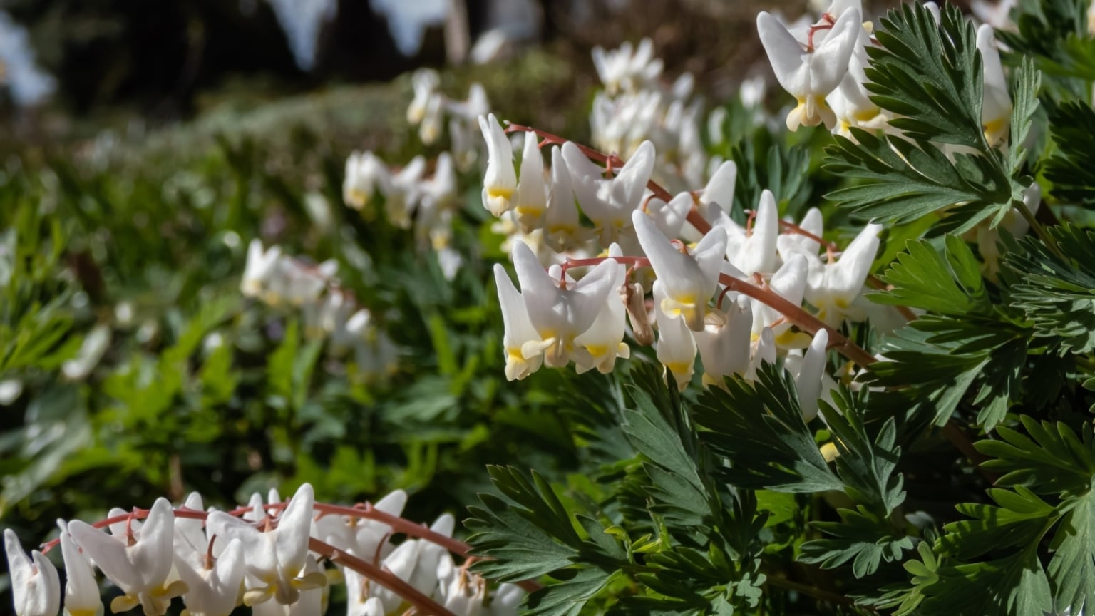 21 Native Wildflowers for Michigan Gardens