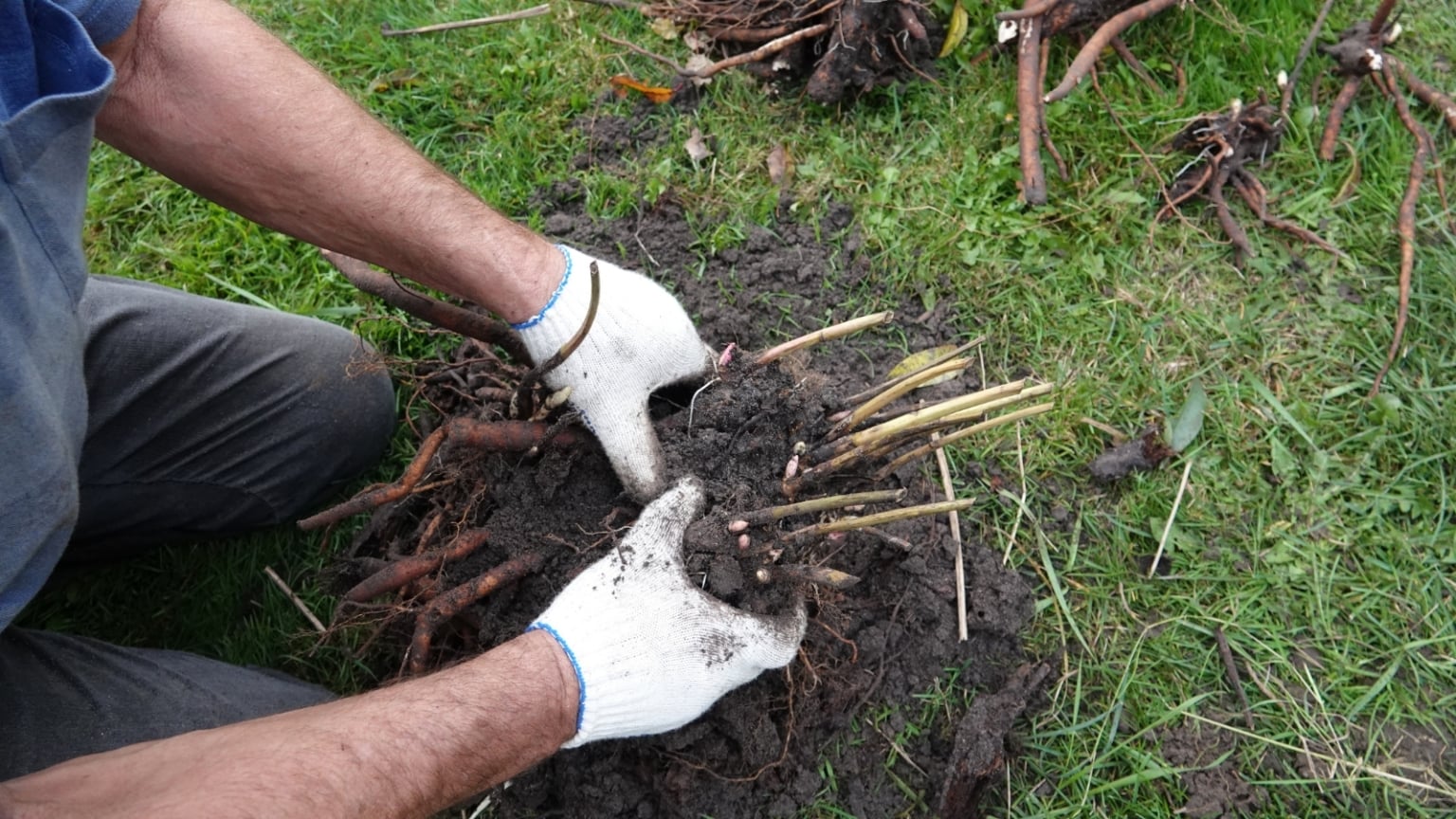 How to Divide Peonies in 5 Easy Steps