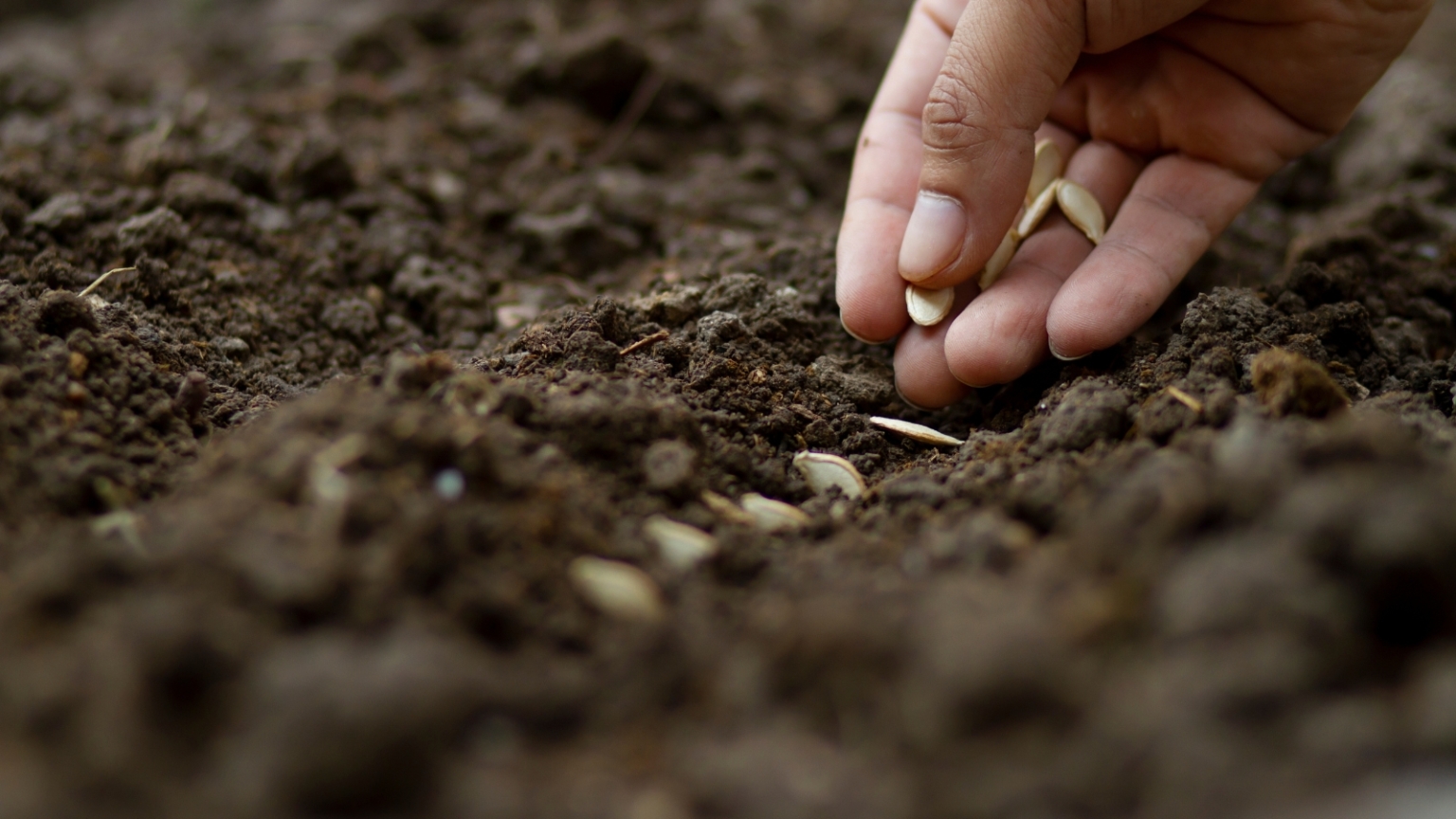 When to Begin Fall Seed-Starting: Tips for Your Zone