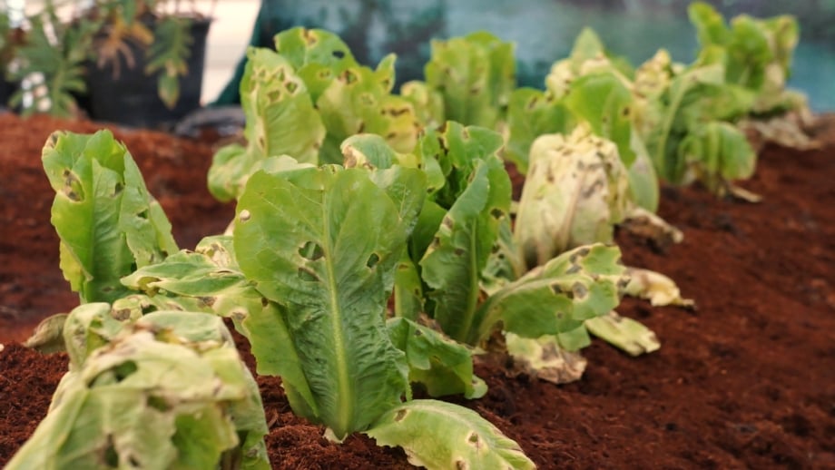 How to Plant, Grow, and Care for Romaine Lettuce