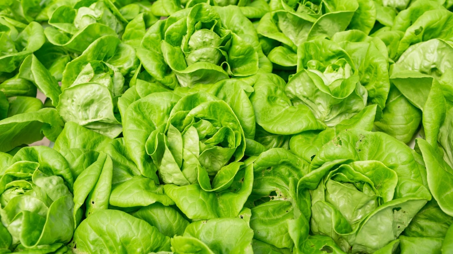 How to Plant, Grow, and Care for Bibb Lettuce