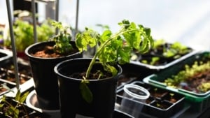 What's Wrong With My Tomato Seedlings? 11 Pro Solutions to Common Problems