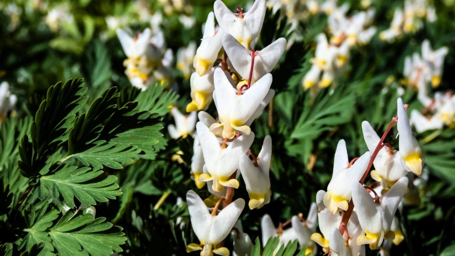 21 Native Wildflowers for Michigan Gardens