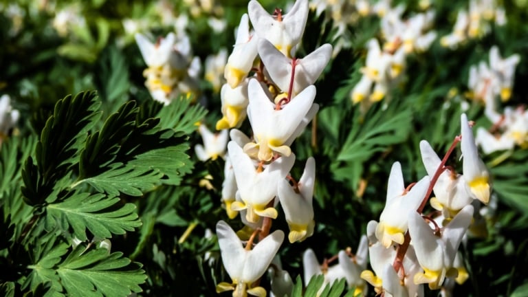 21 Native Wildflowers for Michigan Gardens