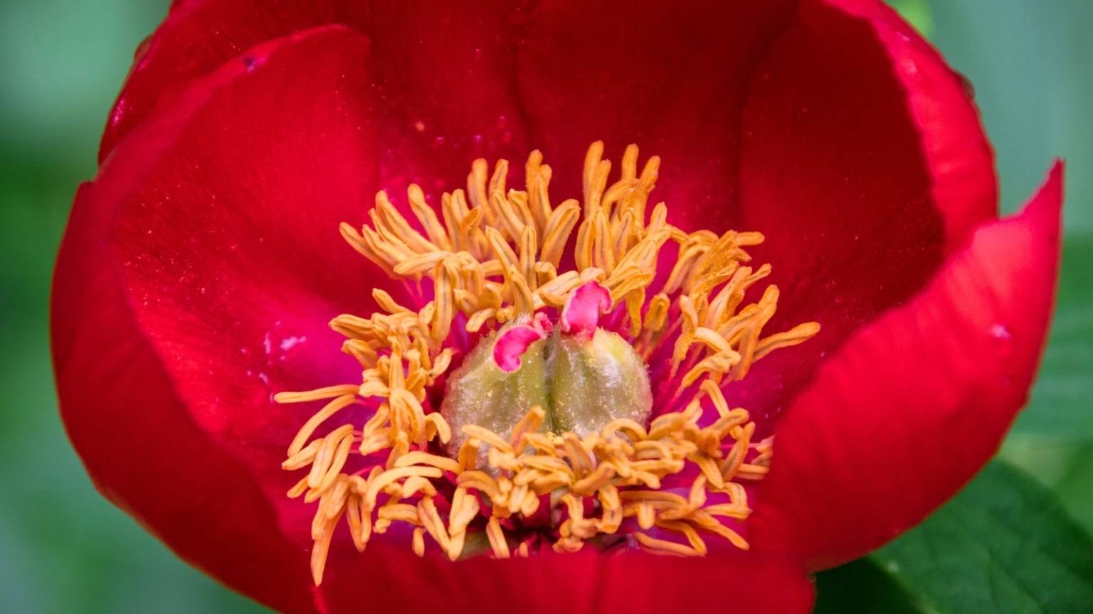 11 Early-Blooming Peonies for Your Spring Garden