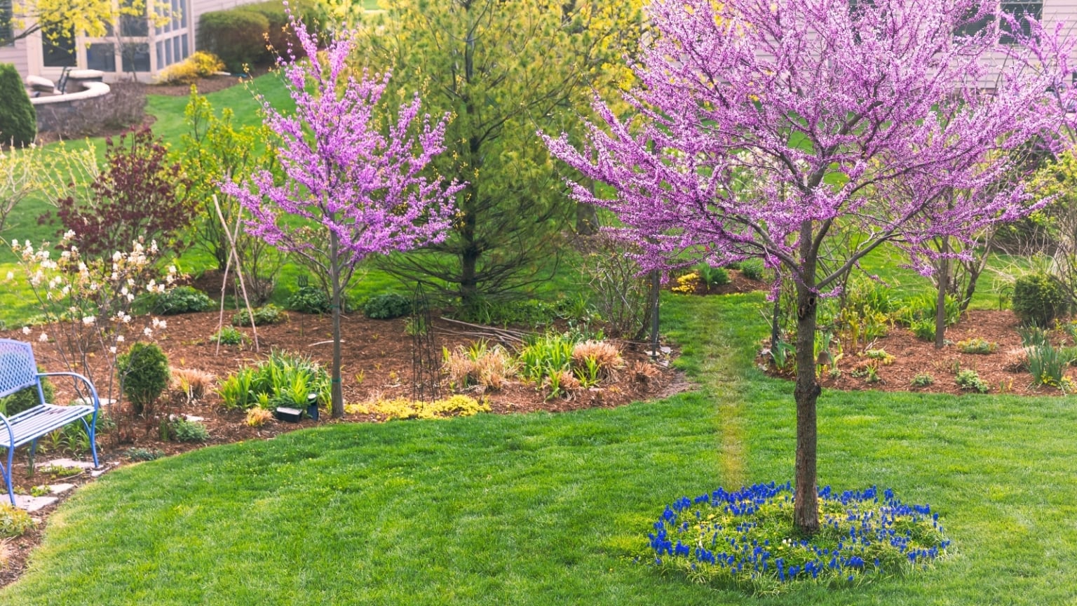 How to Plant, Grow, and Care for 'Forest Pansy' Redbud Trees