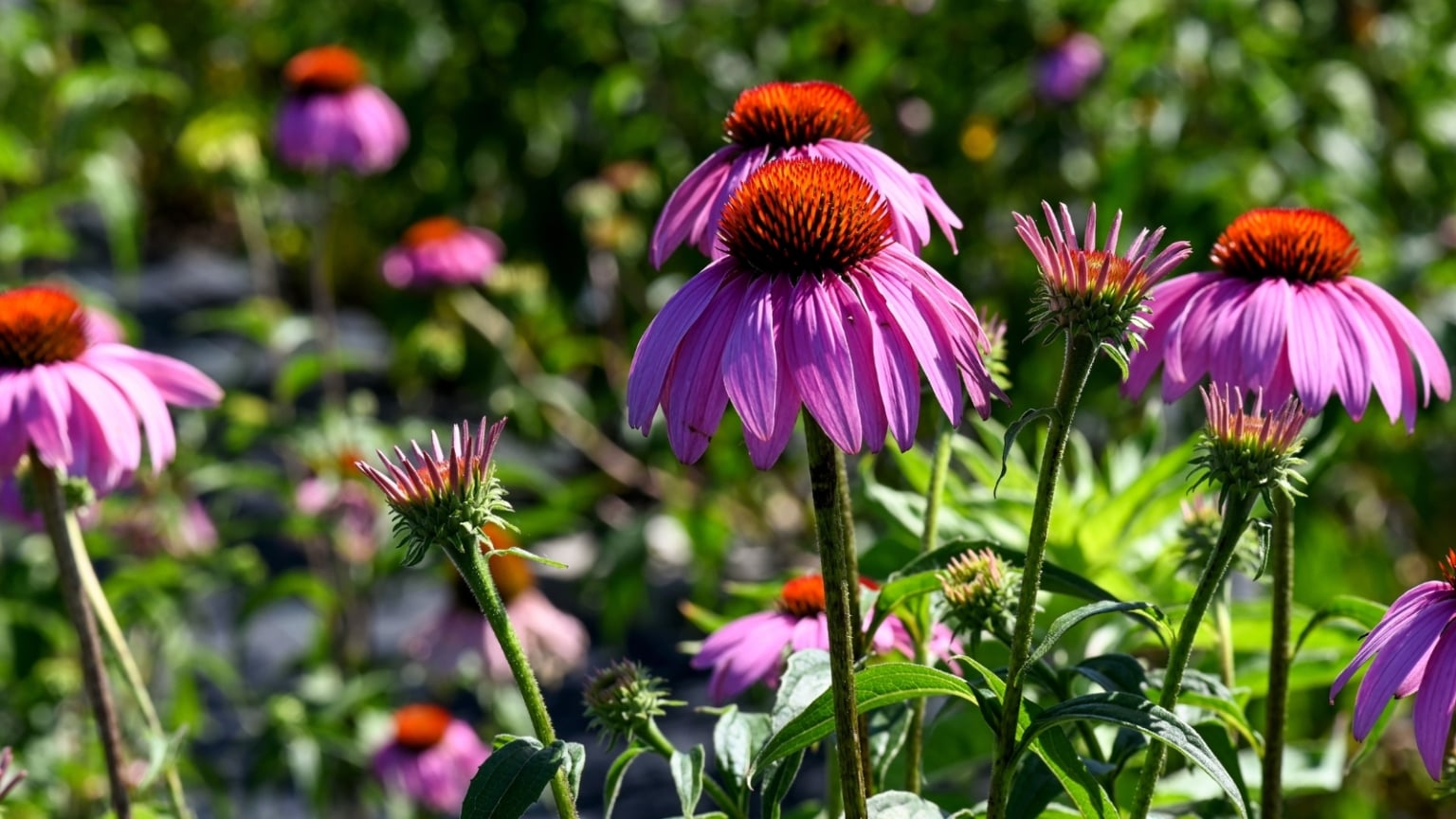17 Native Wildflowers for Carolina Gardens