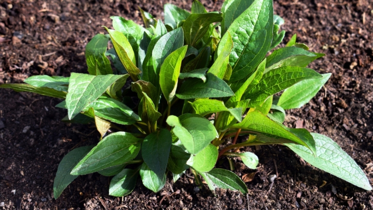How to Grow Coneflowers From Seeds in 7 Easy Steps