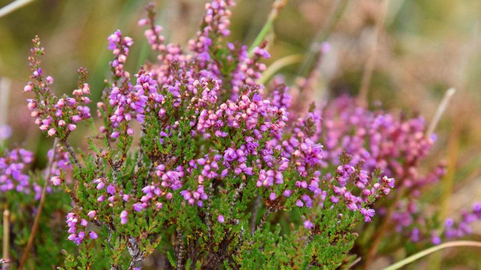 How to Plant, Grow, and Care For Irish Heath