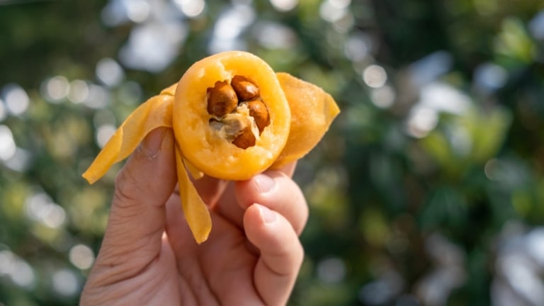 How to Grow a Loquat Tree From Seed