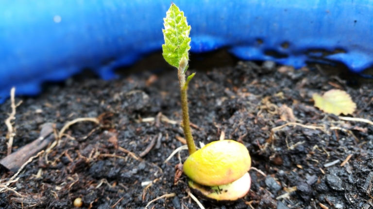 How to Grow a Loquat Tree From Seed