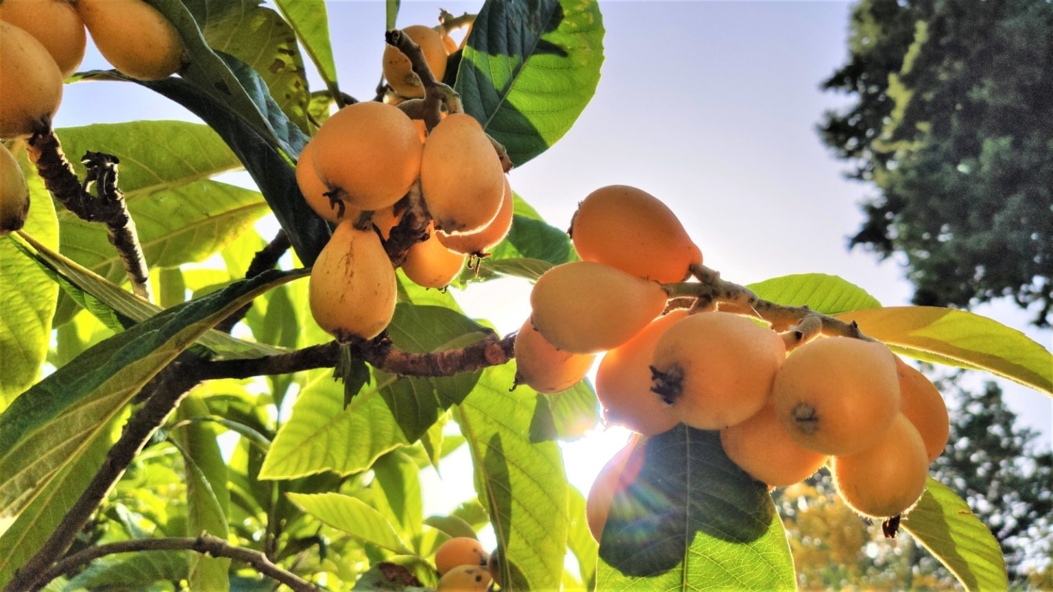 How to Grow a Loquat Tree From Seed
