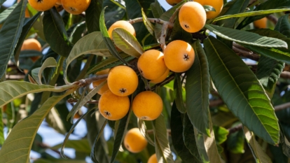 How to Grow a Loquat Tree From Seed