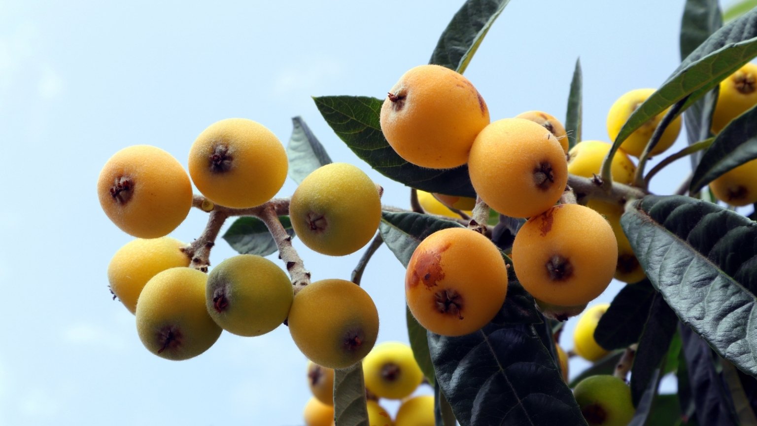 How to Grow a Loquat Tree From Seed