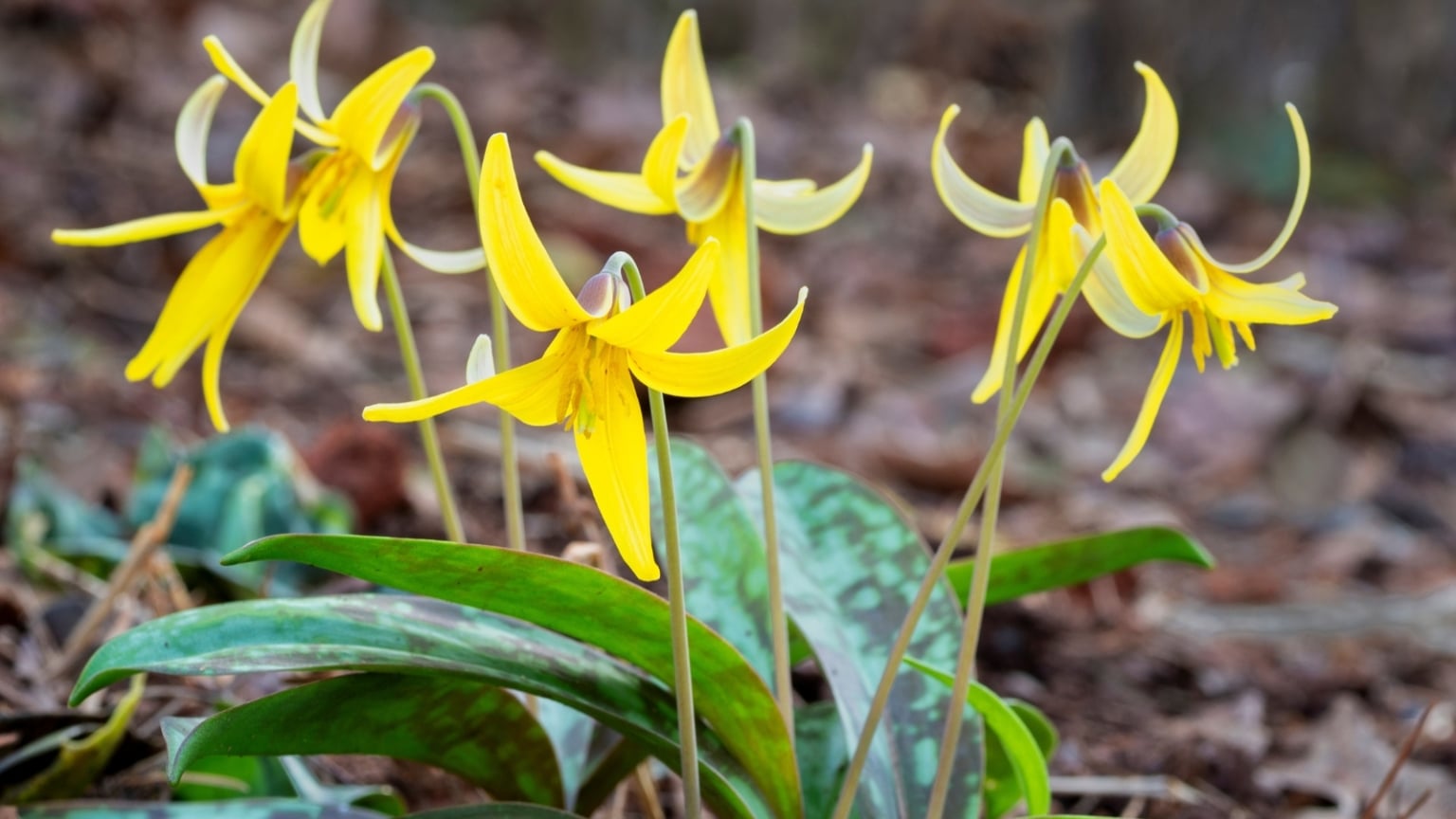 21 Native Wildflowers for Michigan Gardens