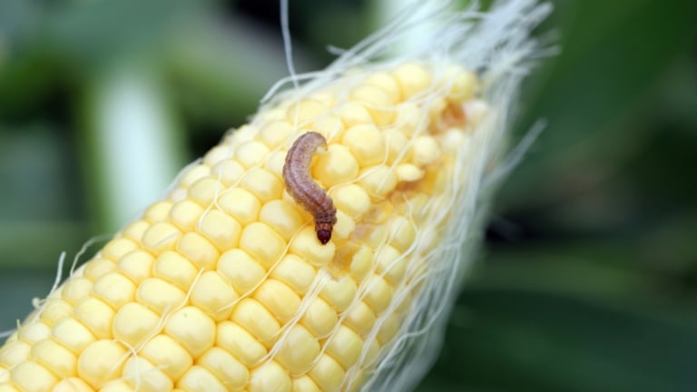 Keep These 11 Pests Away from Your Potato Plants: Management Tips
