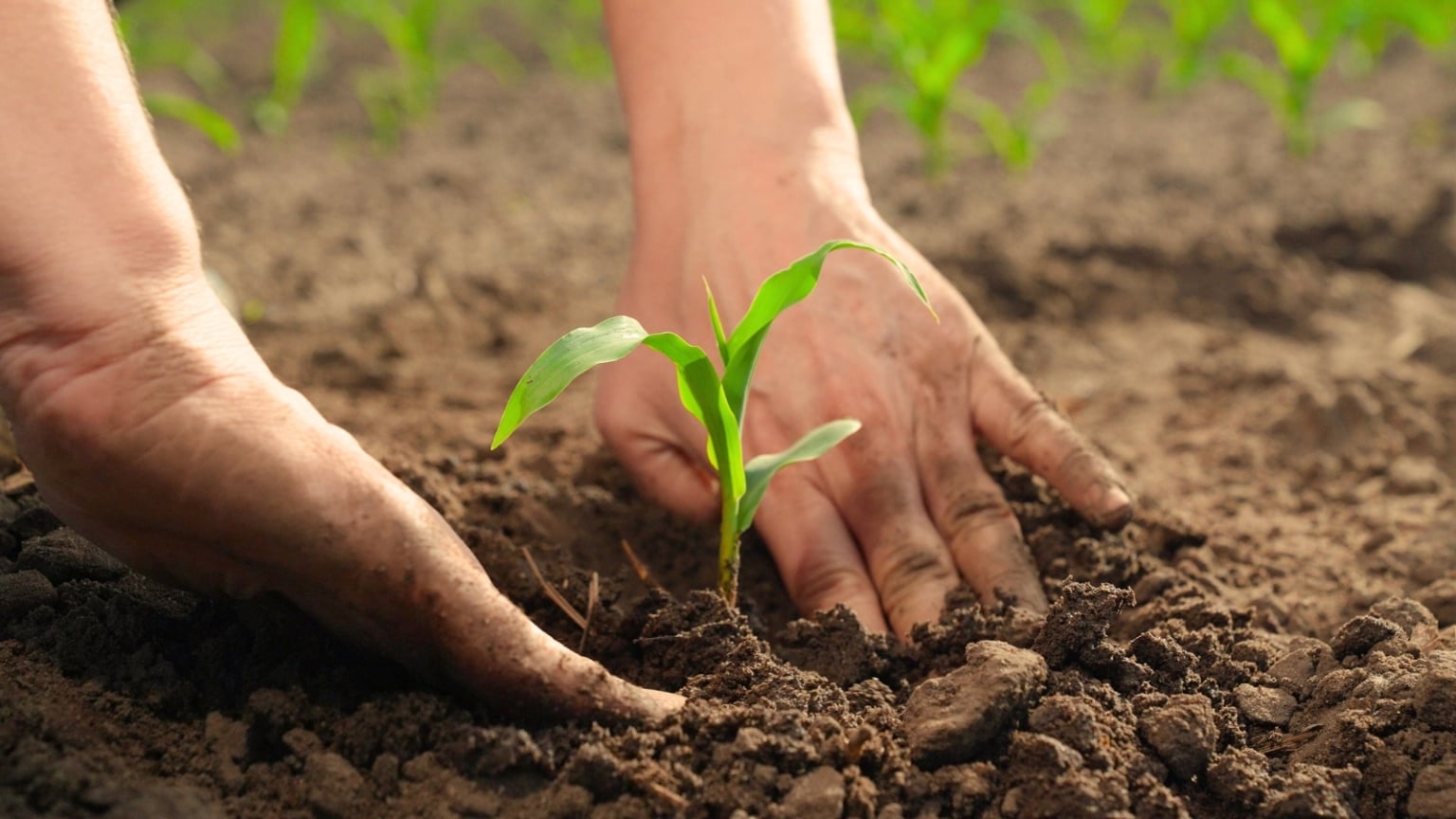 When and How to Grow Sweet Corn in the Home Garden