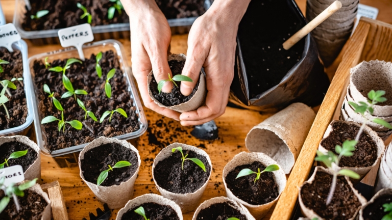 How to Fix Overcrowded Seedlings in 5 Easy Steps