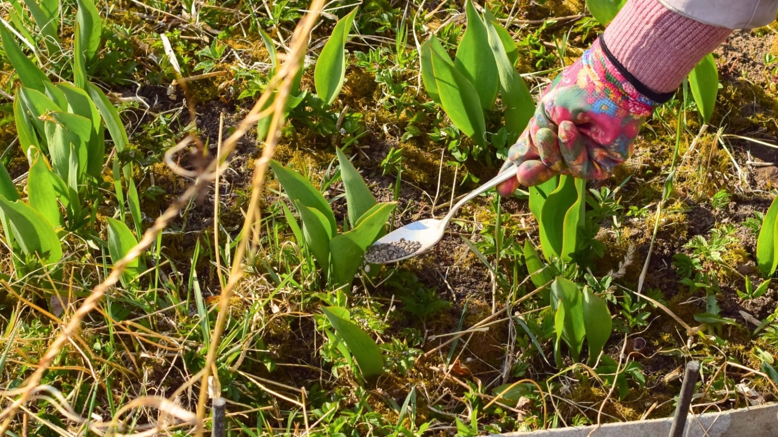 7 Reasons Your Tulips Are Not Blooming