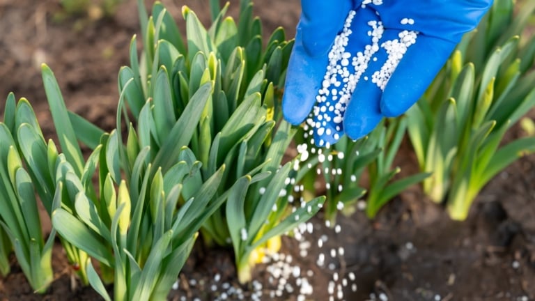 When and How to Prune Daffodils After Blooming