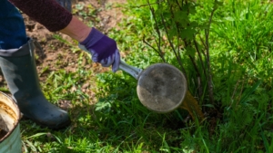 How to Make Homemade Comfrey Fertilizer in X Steps