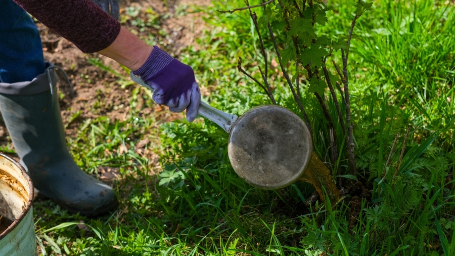 How to Make Homemade Comfrey Fertilizer in X Steps
