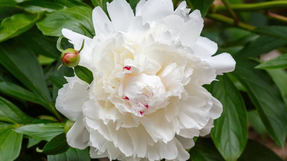 13 Heirloom Peony Varieties for Your Landscape