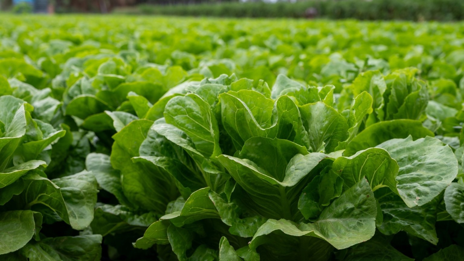 How to Plant, Grow, and Care for Romaine Lettuce