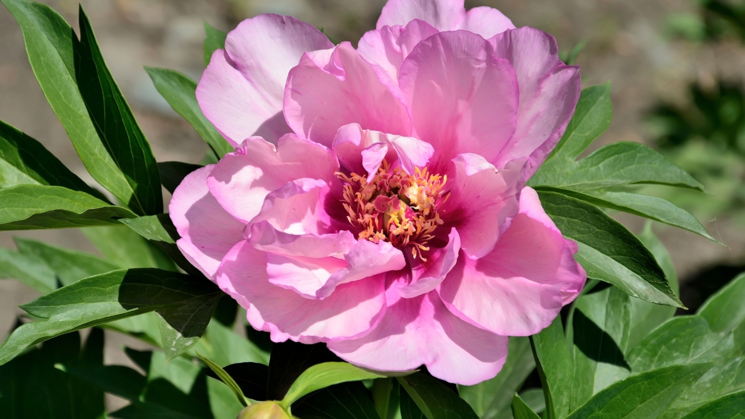 11 Early-Blooming Peonies for Your Spring Garden