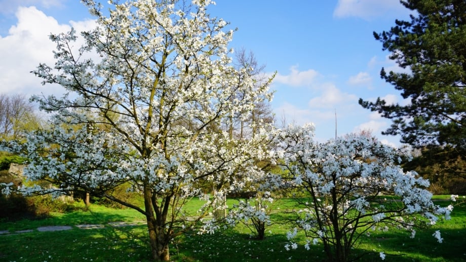 How to Plant, Grow, and Care for Star Magnolia Trees