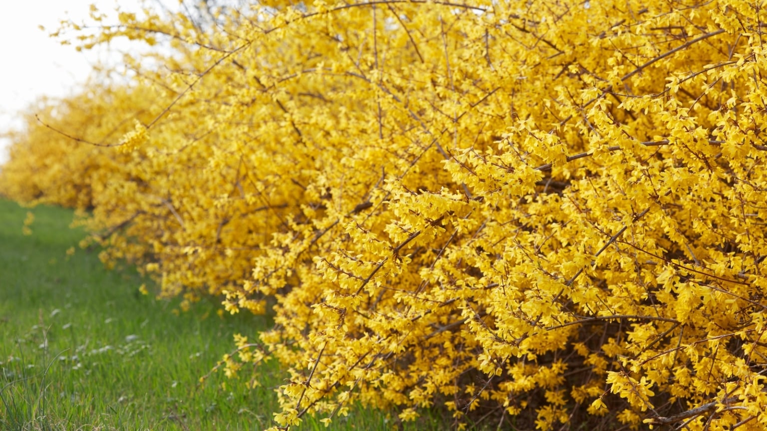 How to Rejuvenate an Overgrown Hedge: 7 Pruning Tips