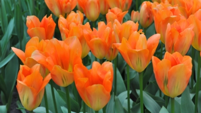 11 Pro Tips for Getting Your Tulips to Rebloom