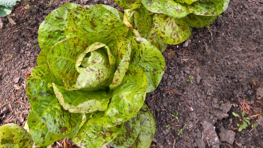 15 Easy-to-Grow Lettuce Varieties for Beginner Gardeners
