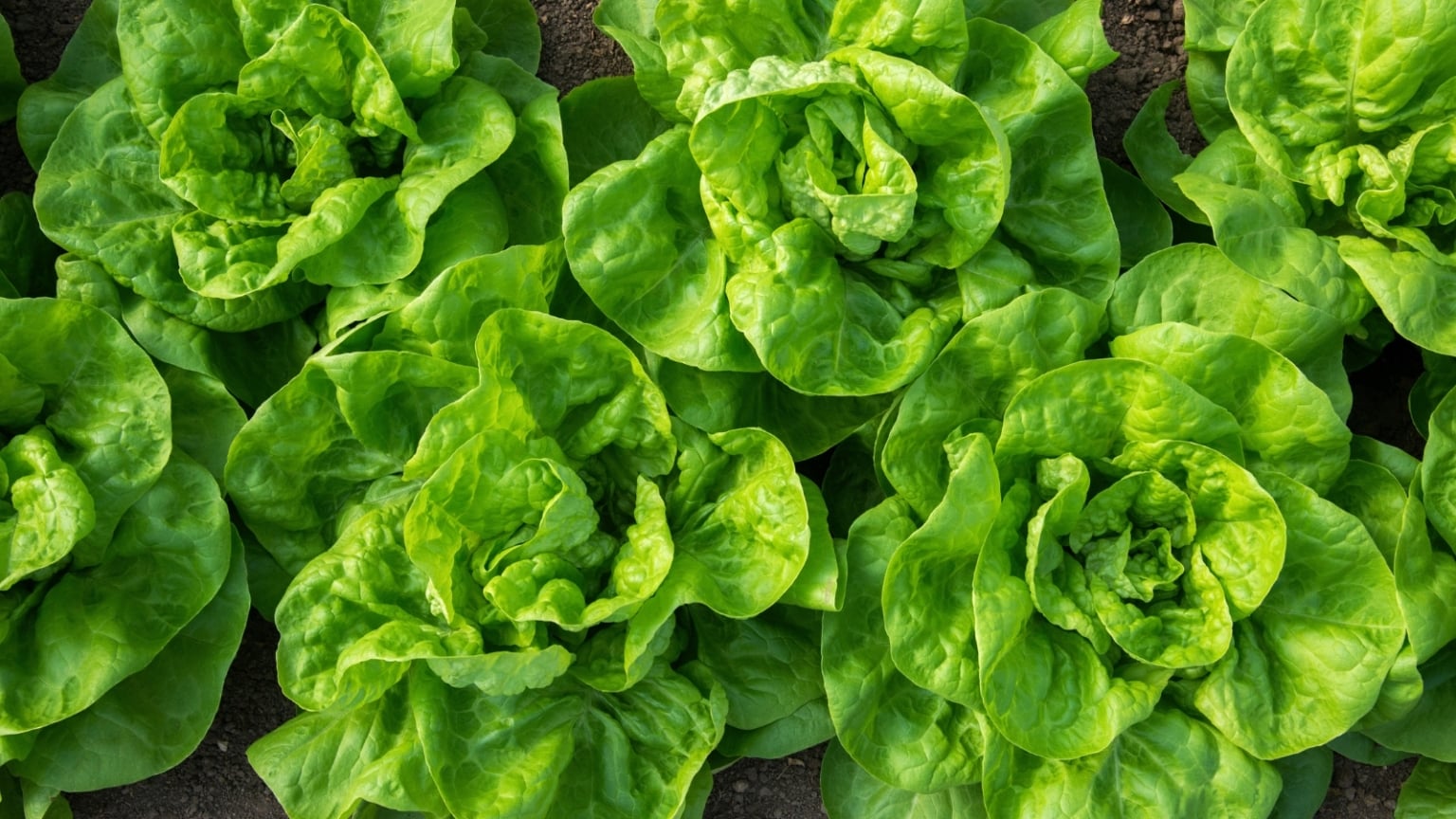 How to Plant, Grow, and Care for Bibb Lettuce