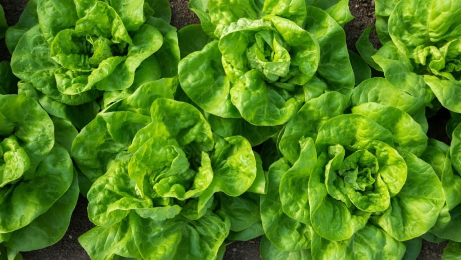 How to Plant, Grow, and Care for Bibb Lettuce