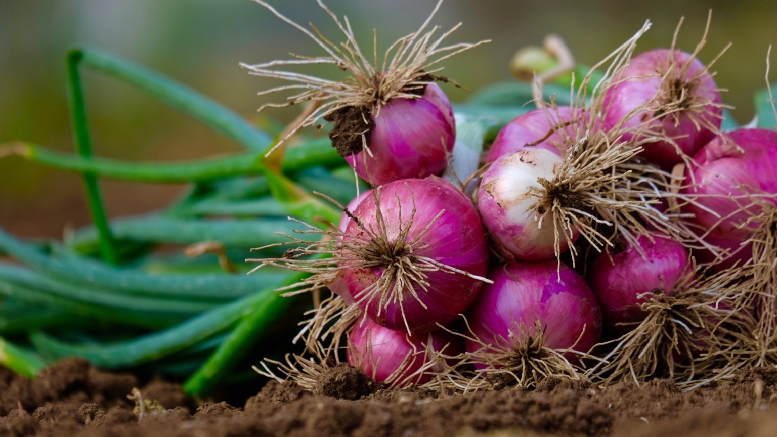 How to Plant, Grow, and Care for Red Onions
