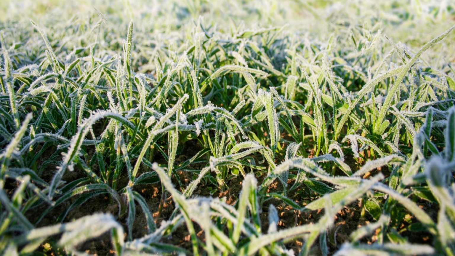 How to Fix a Dying, Winter-Damaged Lawn