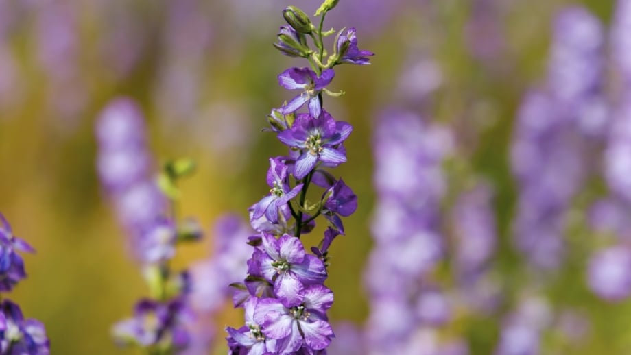 13 Beautiful Blue Delphinium Varieties to Plant This Season