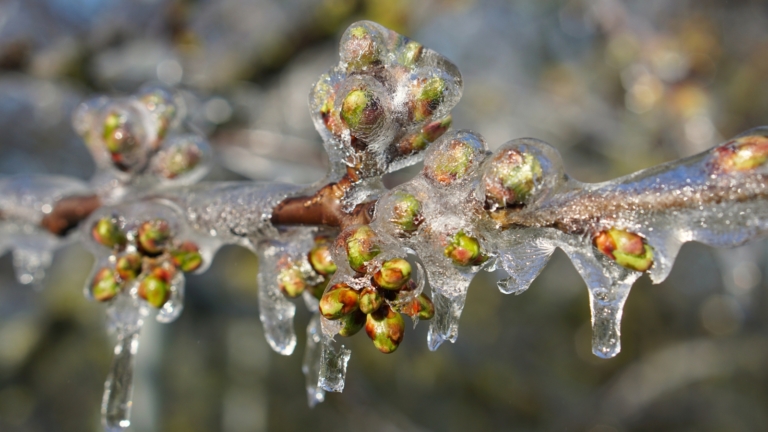 How to Protect Your Fruit Trees From Late Frosts