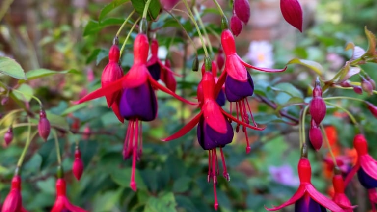 35 Easy-to-Grow Annual Flowers that Grow in the Shade