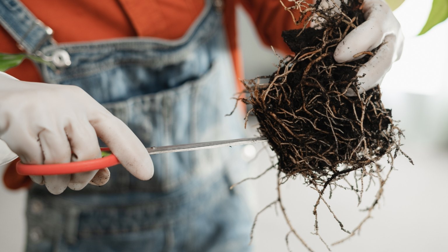 Plant Roots Sticking Out of Pots and Containers: What to Do