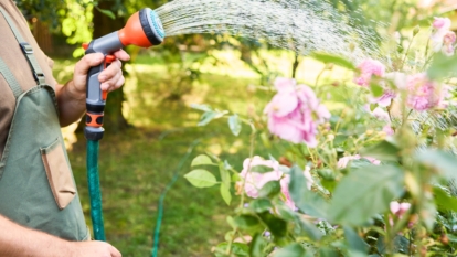 When and How Much to Water Newly-Planted Roses